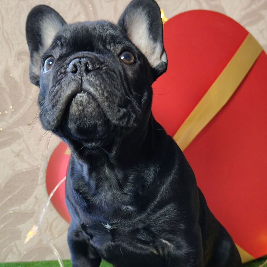 Французский бульдог, щенок