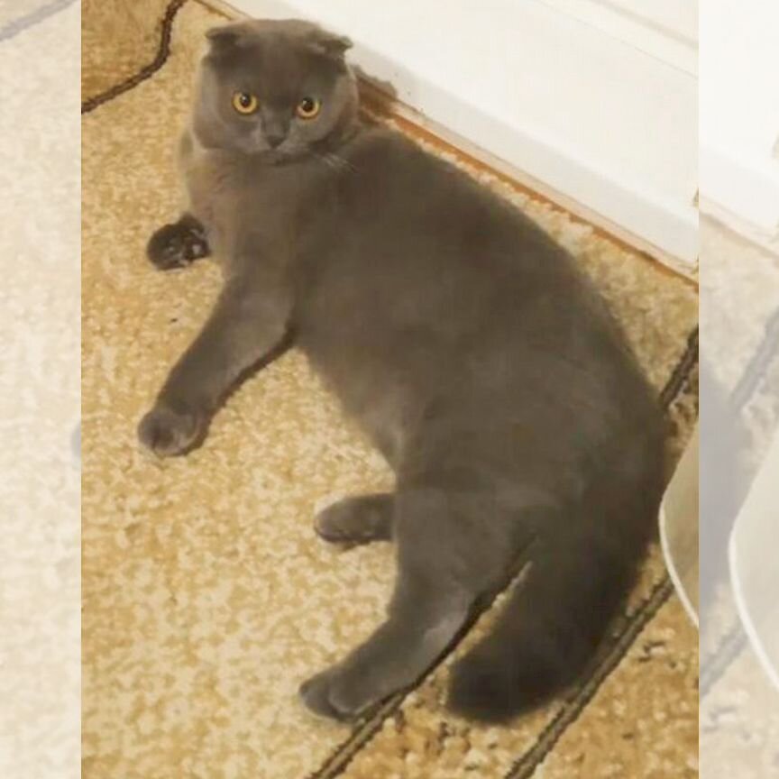 Шотландская вислоухая кошка скоттиш фолд