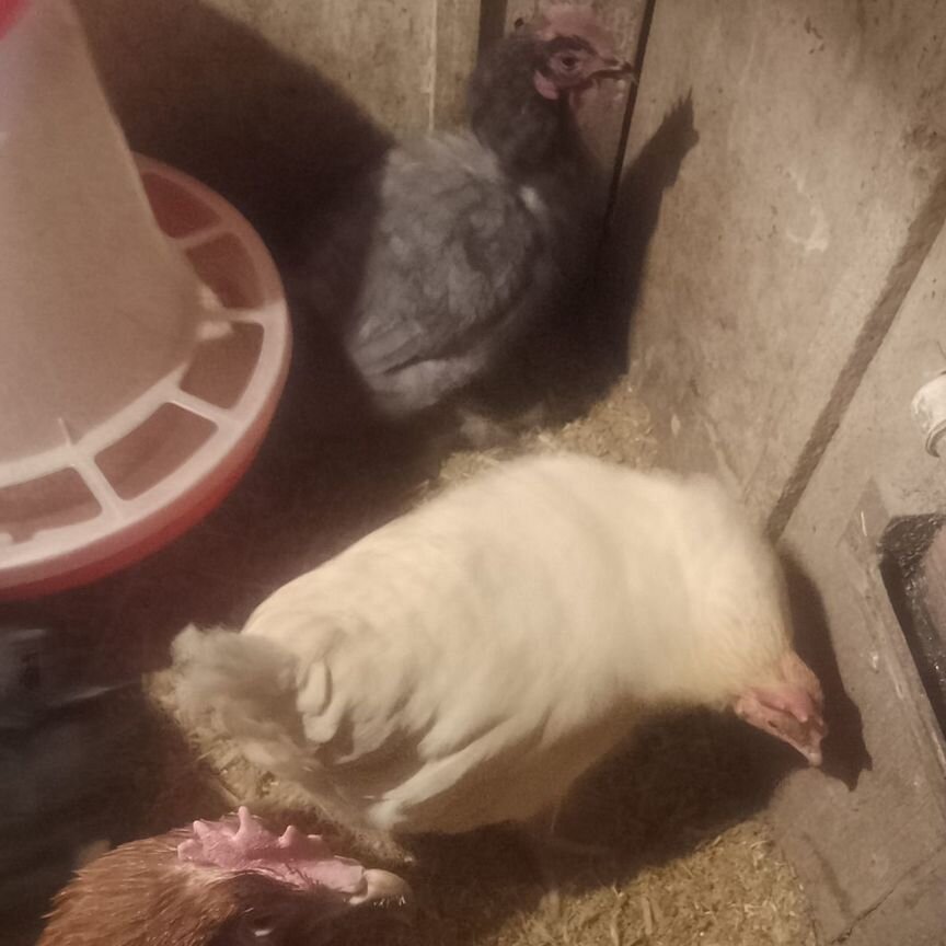 Куры несушки