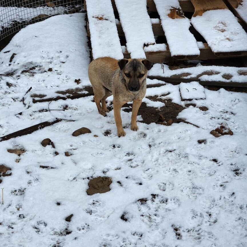 Маленькая собака в добрые руки
