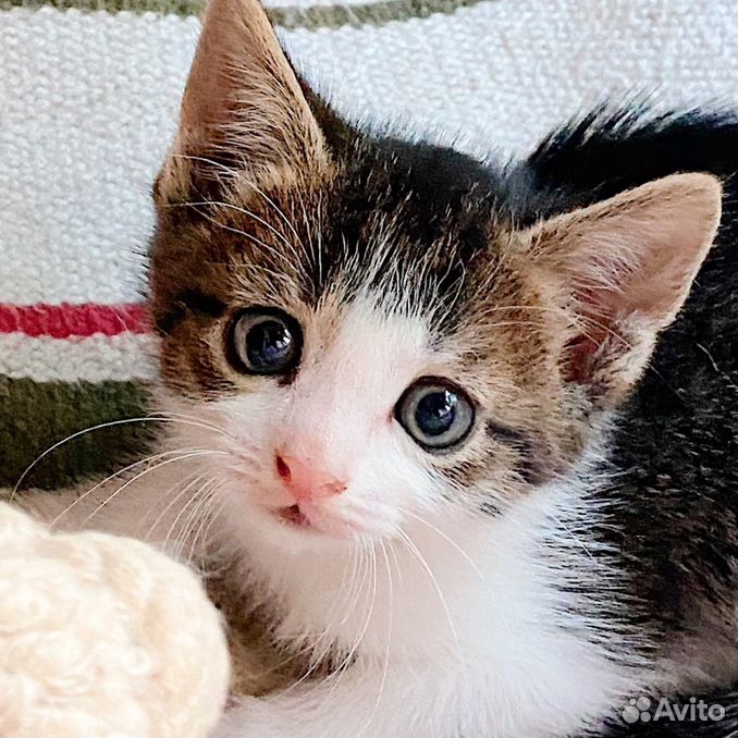 Самый смышлённый, ласковый котёнок 1,5 мес