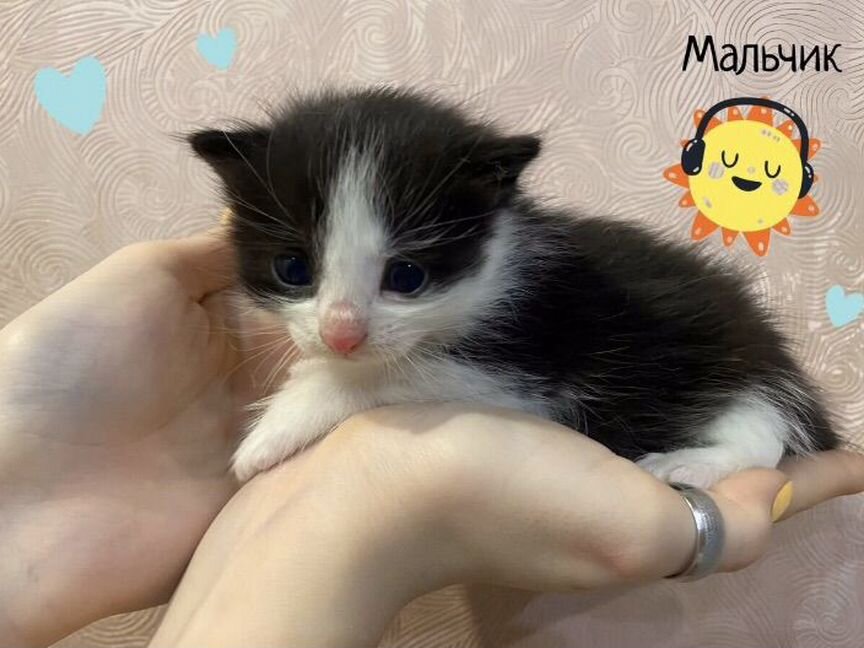 Котенок мальчик