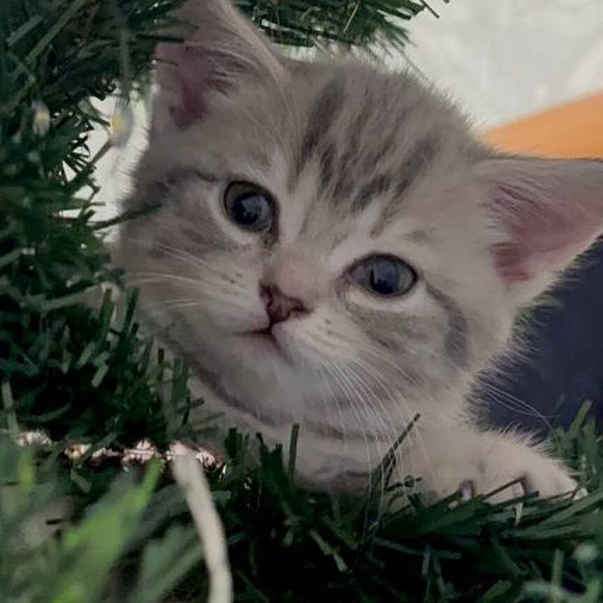 Шотландский прямоухий короткошёрстный котёнок