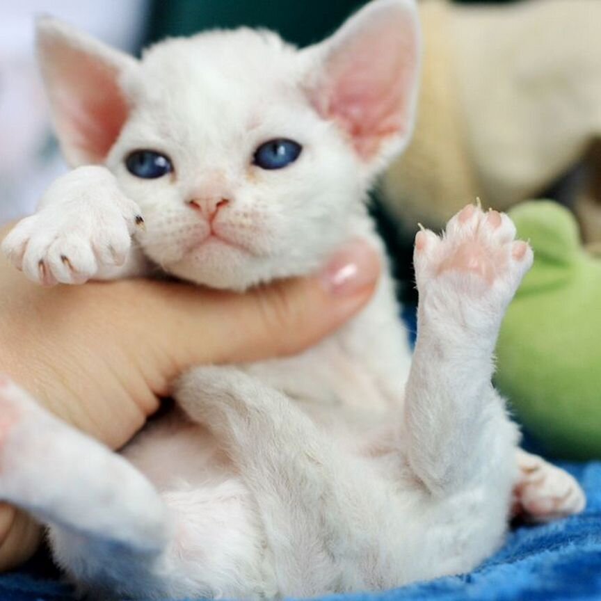 Котята девон-рекс