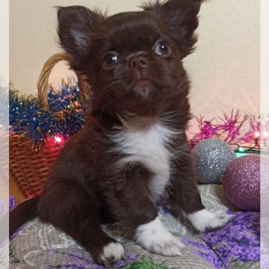 Чихуахуа, щенок