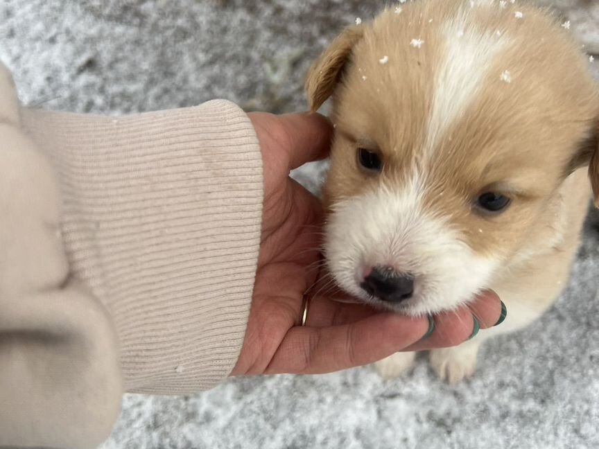 Щенки в добрые руки