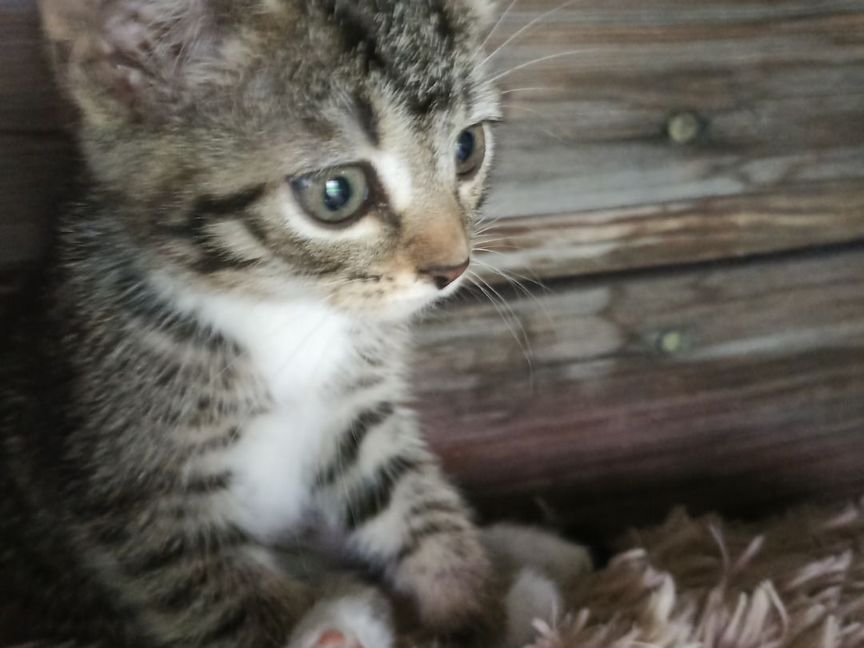 Котёнок