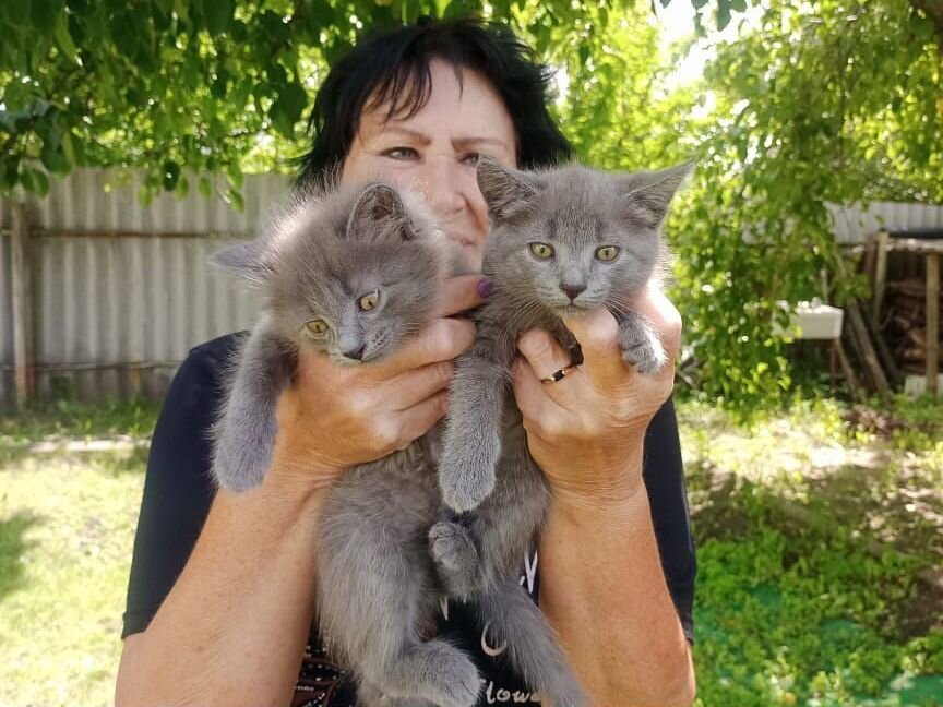 Котята активные, ласковые игруны