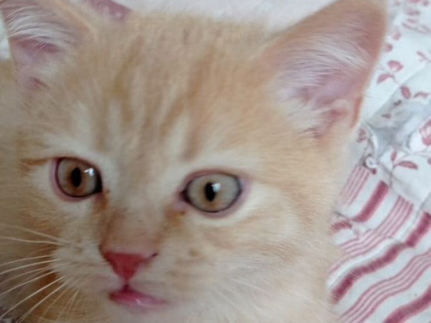 Котёнок стотиш Страйт