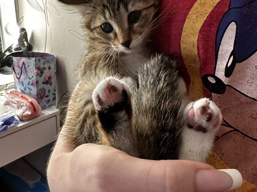 Котёнок девочка в добрые руки