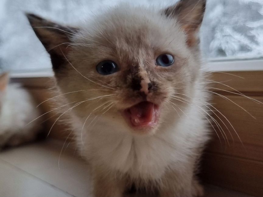 Маленький котенок с голубыми глазами