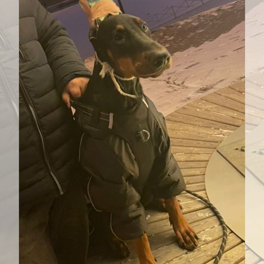 Доберман, щенок