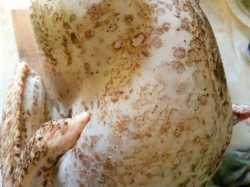 Мясо индейки