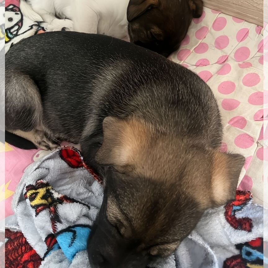 Французский бульдог, щенок