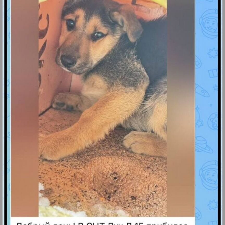 Щенок в добрые руки