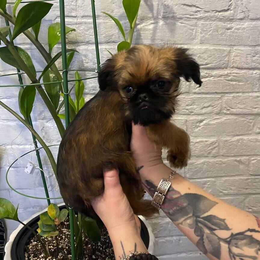 Брюссельский гриффон