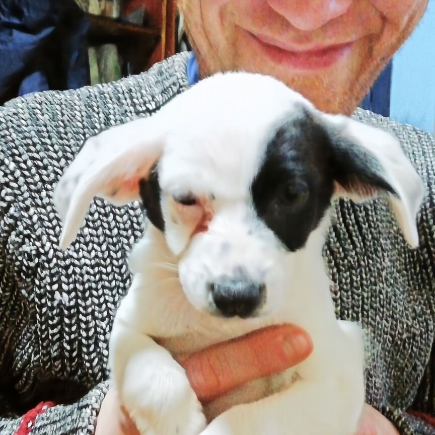 Прямошерстный ретривер, щенок