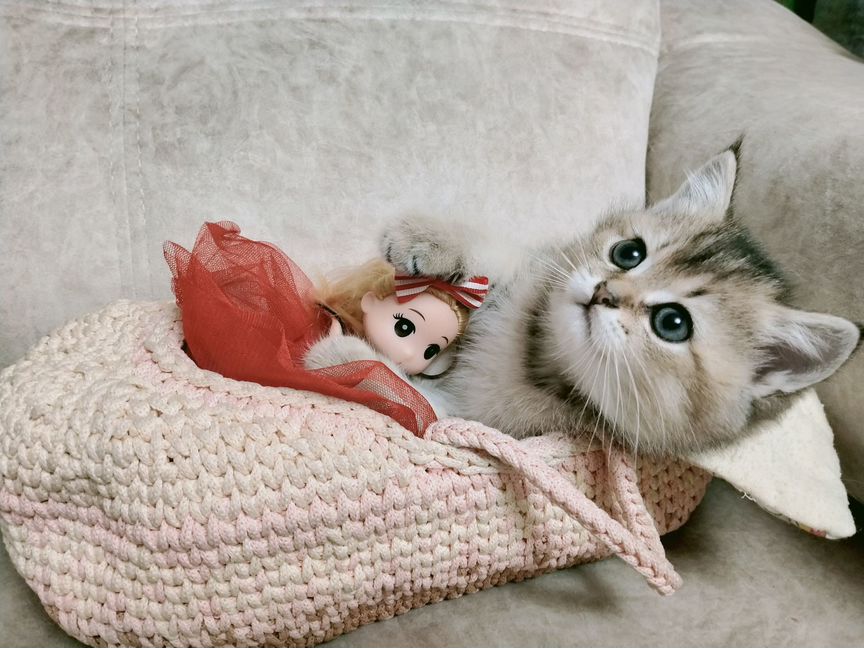 Британская золотая шиншилла