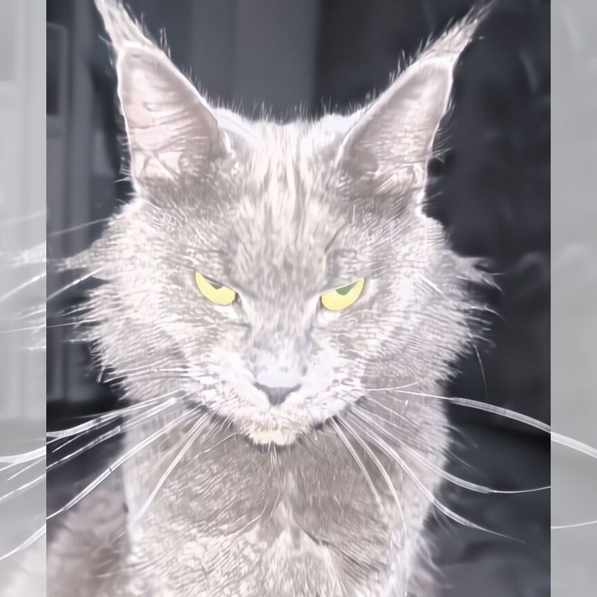 Мейн-кун котёнок