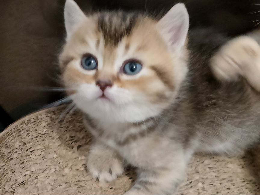 Прямоухие котята