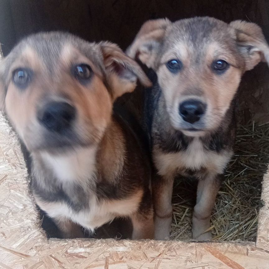 Щенок от частного владельца