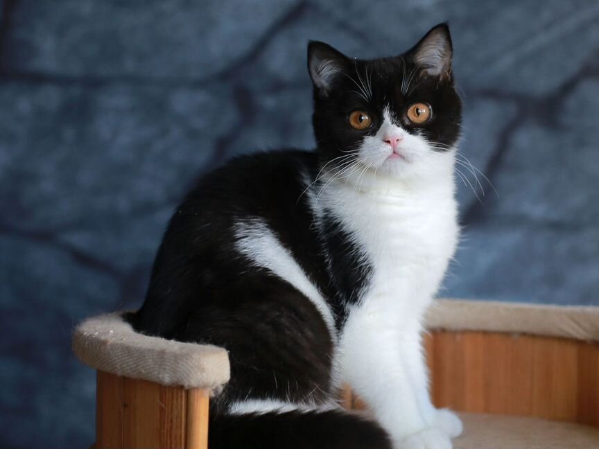 Британская Девочка Черный биколор