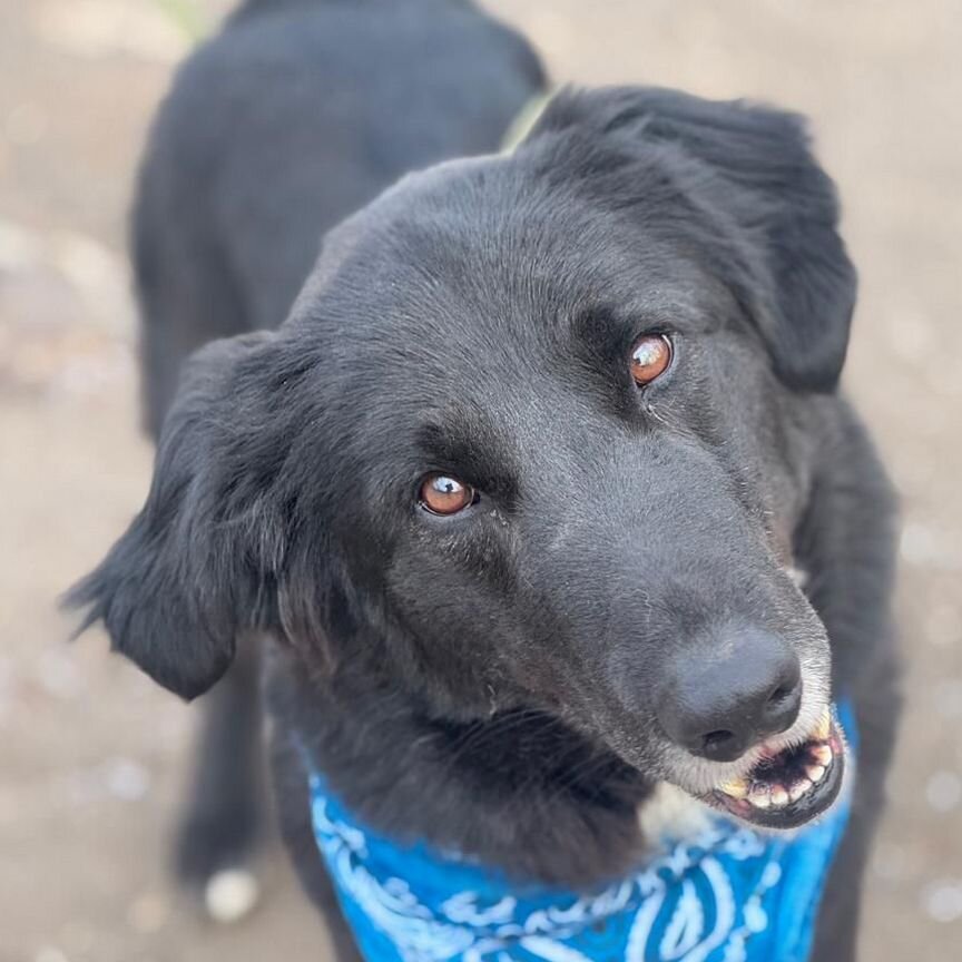 Собака из приюта в добрые руки