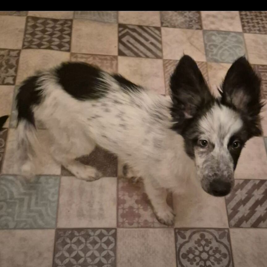 Щенок в добрые руки