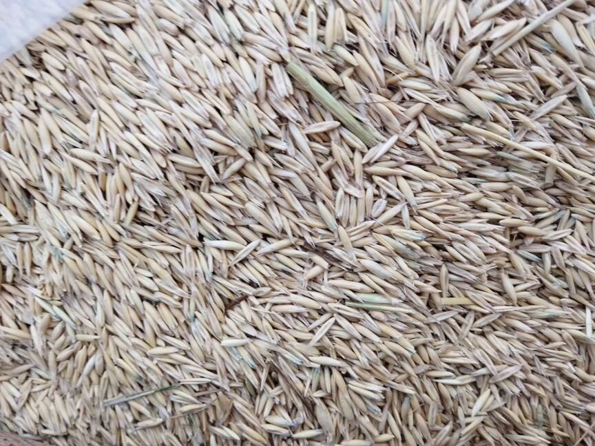 Ячмень озимый, Подсолнечник на корм/посев