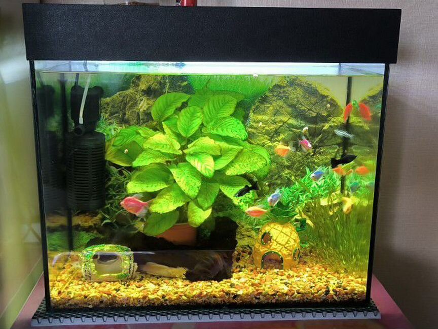 Аквариум 50л