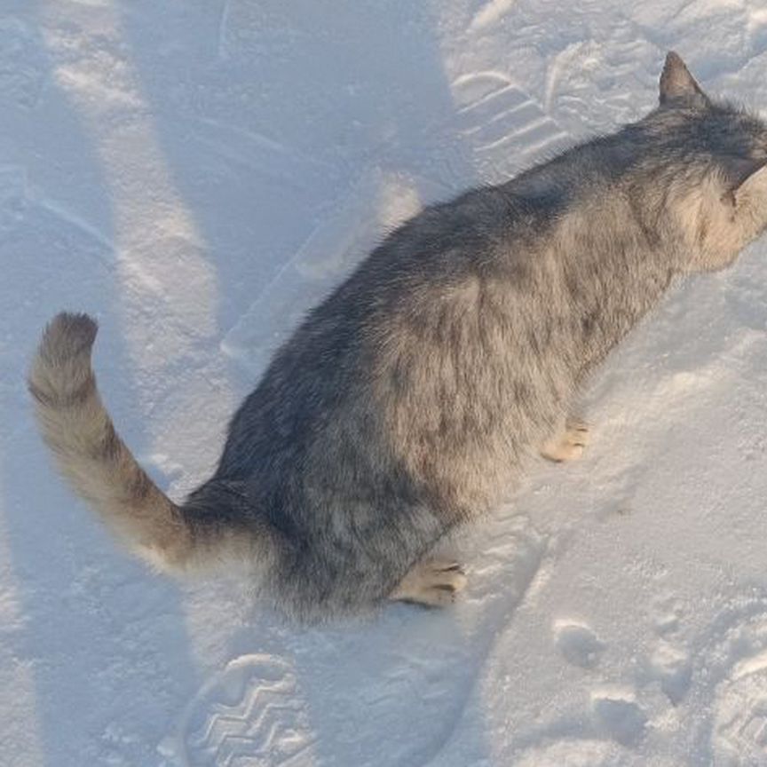 Взрослая, Девочка кошка в добрые руки