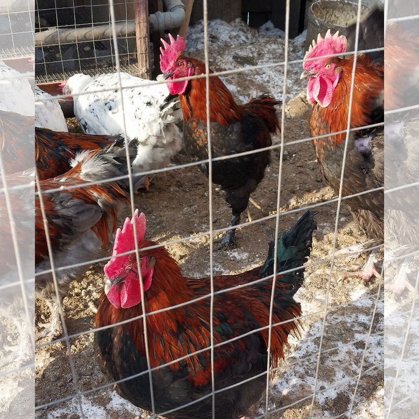 Петухи мараны 1300