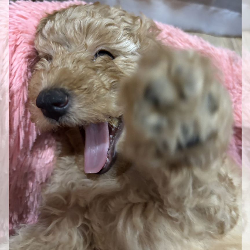 Карликовый пудель, щенок