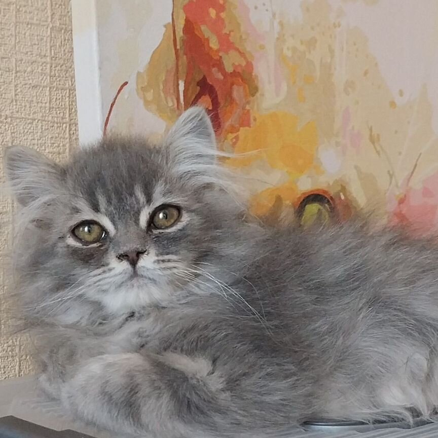 Шотландский голубой хайленд