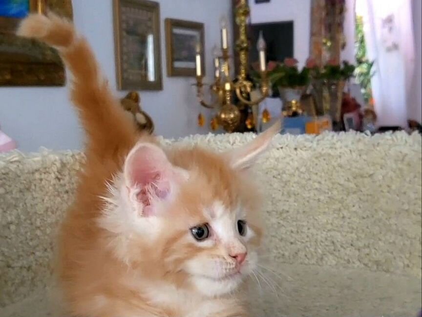 Мейн-кун котёнок