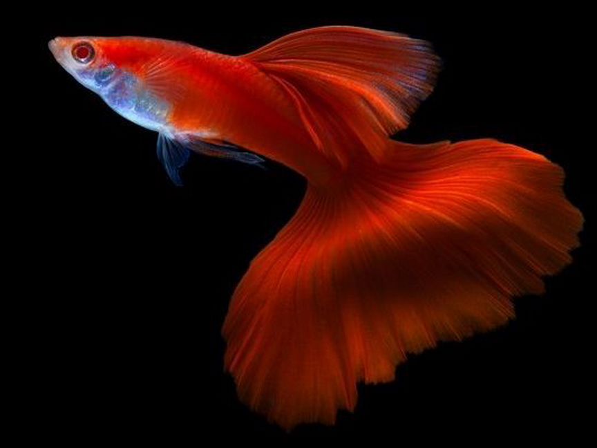 Новые поступления аквариумных рыбок