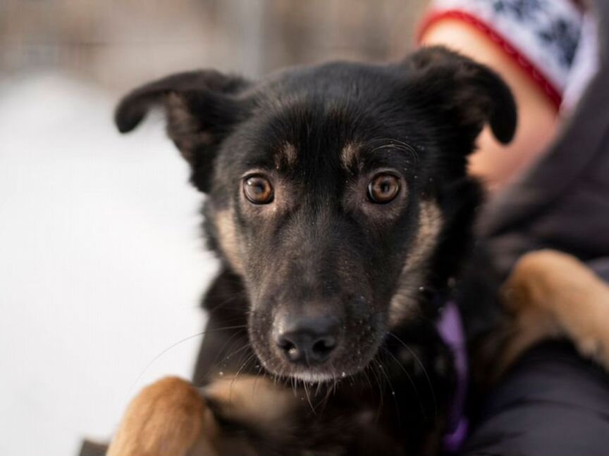 Собака в добрые руки отдам бесплатно