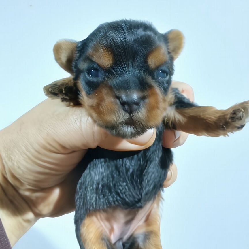 Йоркширский терьер, щенок