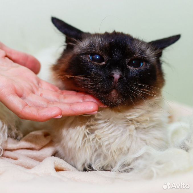 Тайская кошка, 2 года