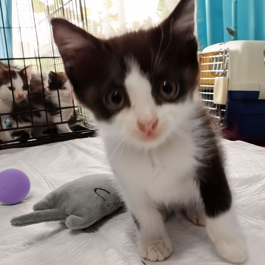 Котёнок в добрые руки