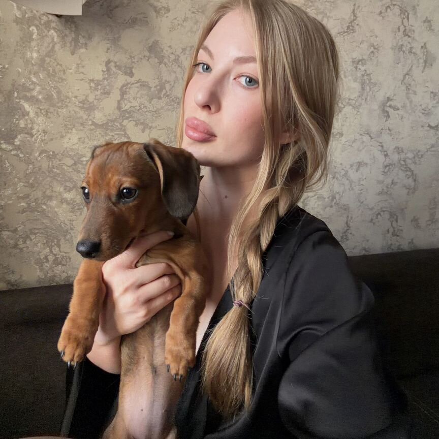 Такса, щенок