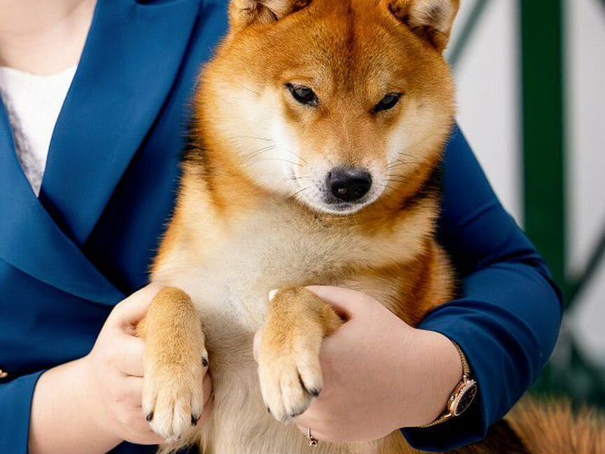 Шиба Сиба кобель для вязки