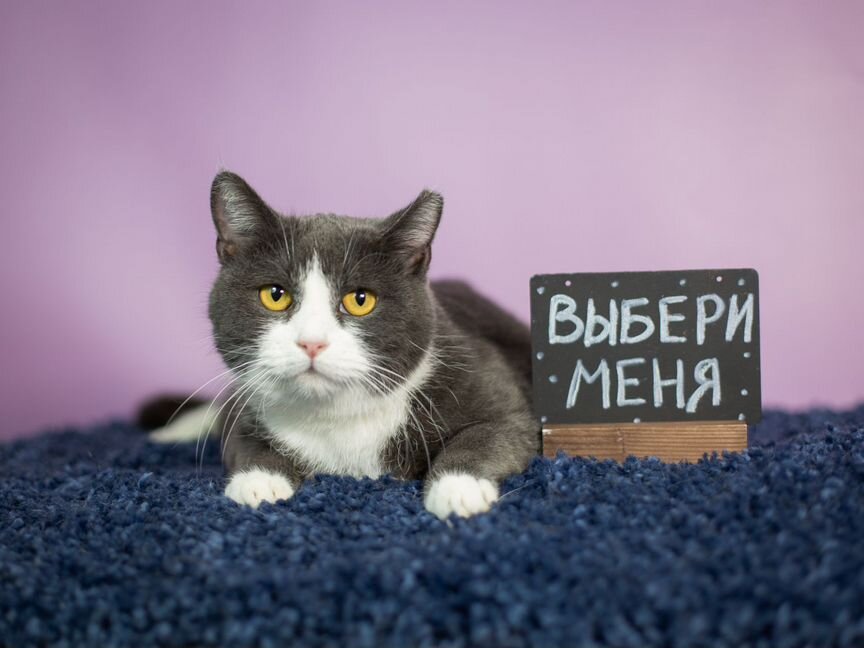 Милая кошечка булочка ищет родителей