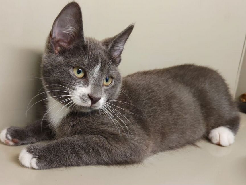 Котенок в добрые руки