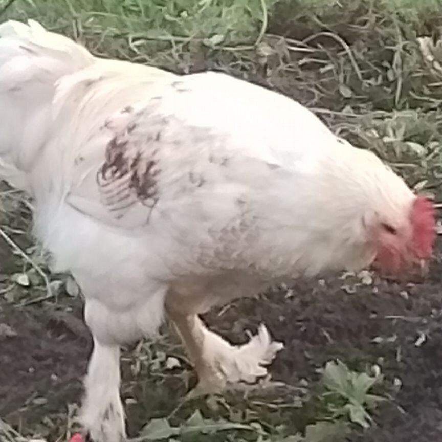 Продаются 8 домашних петухов, 4-х месячные