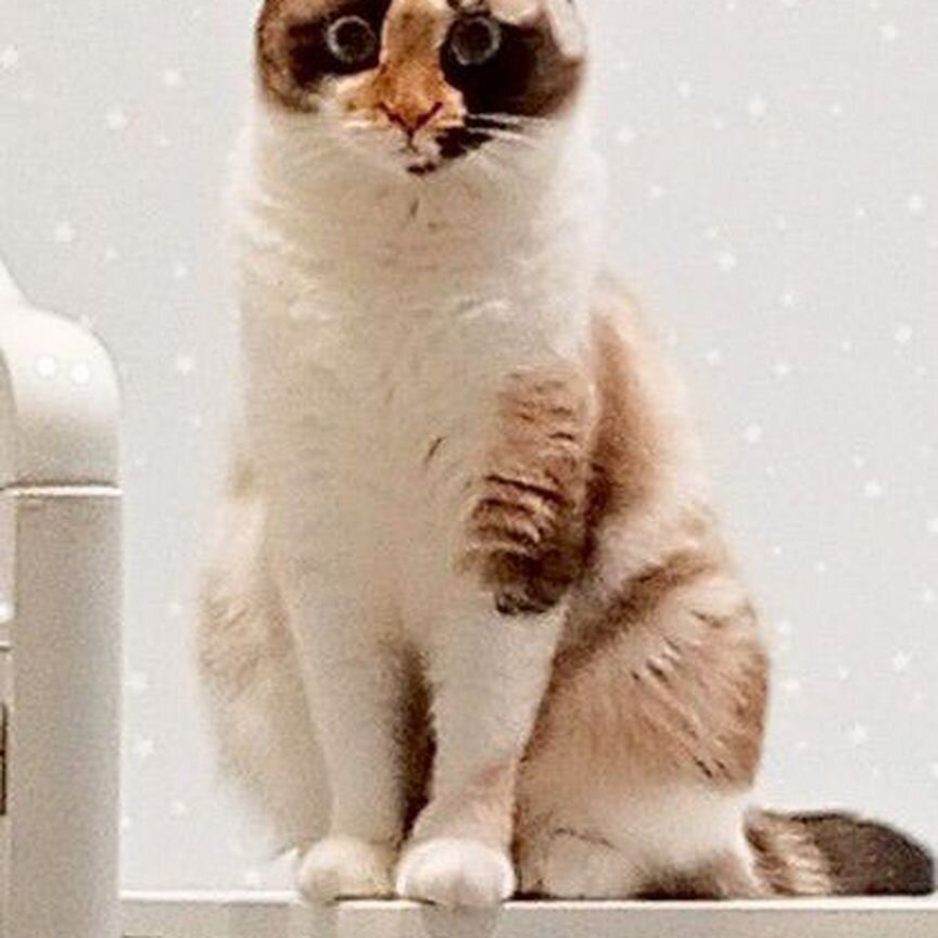 Нашли кошку в районе труда 31