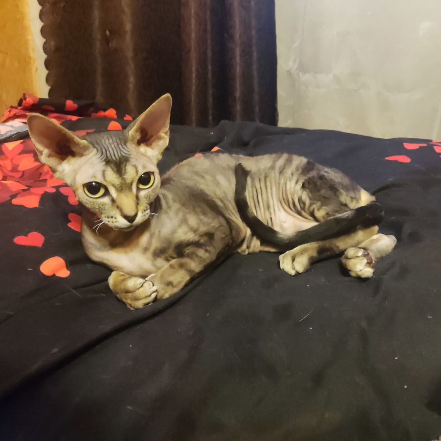 Канадский сфинкс бархат