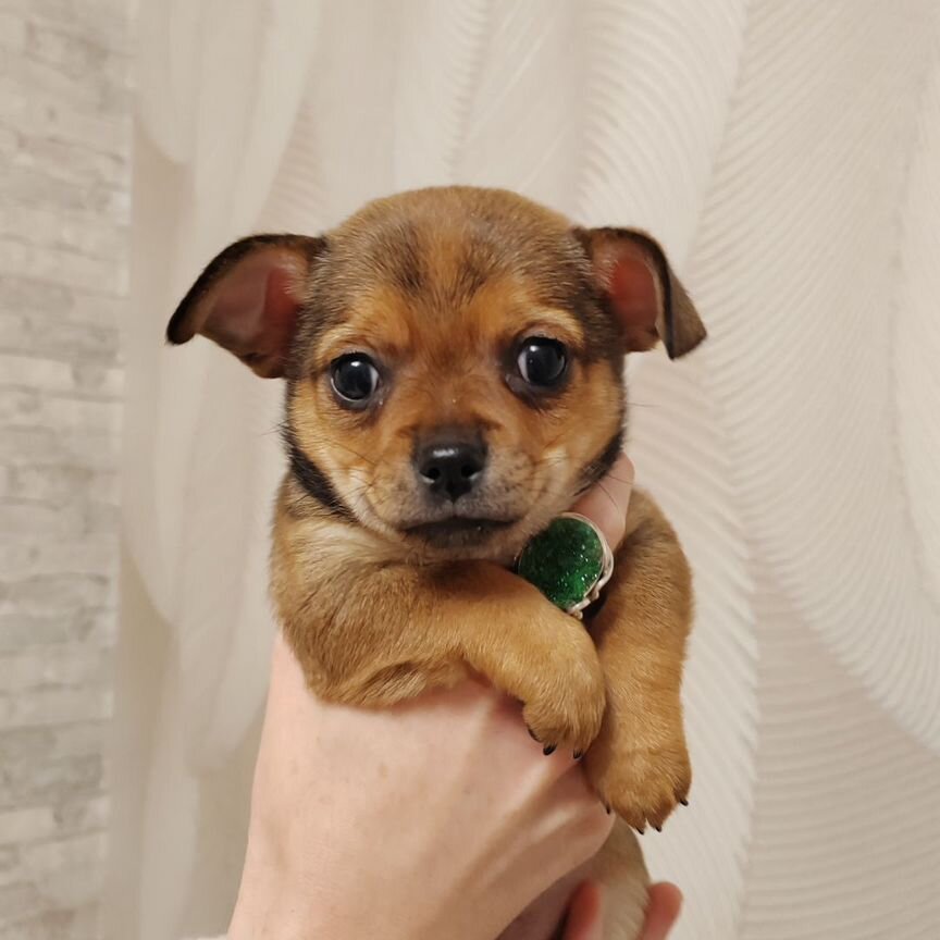 Брутальный мальчик чихуахуа Чейз