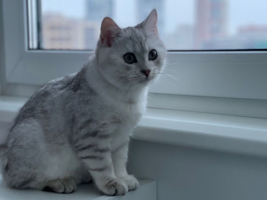 Котёнок Акбарс в добрые руки