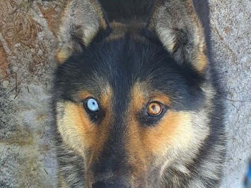 Собака в добрые руки